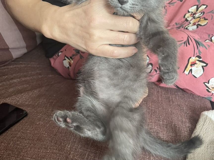 Породистый котенок