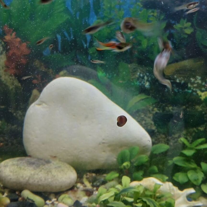 Аквариумные рыбки гуппи