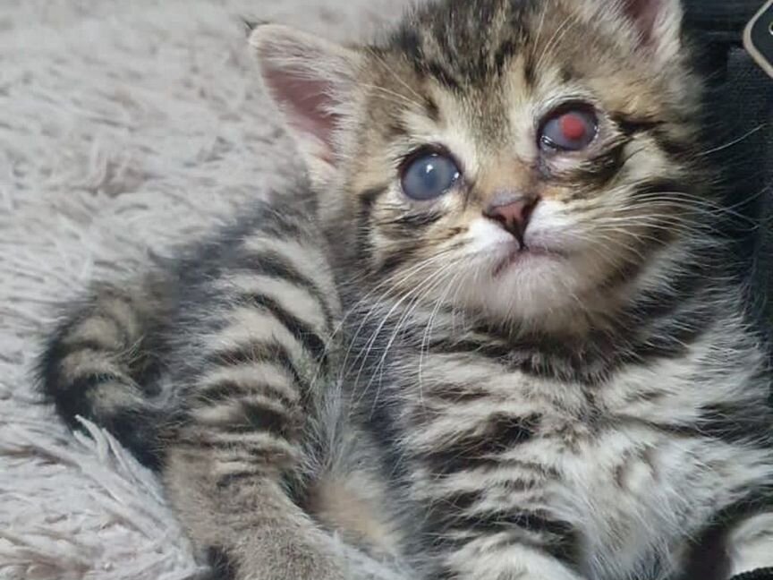 Особенный котенок в добрые руки