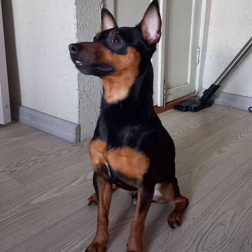 Цвергпинчер, взрослый пёс