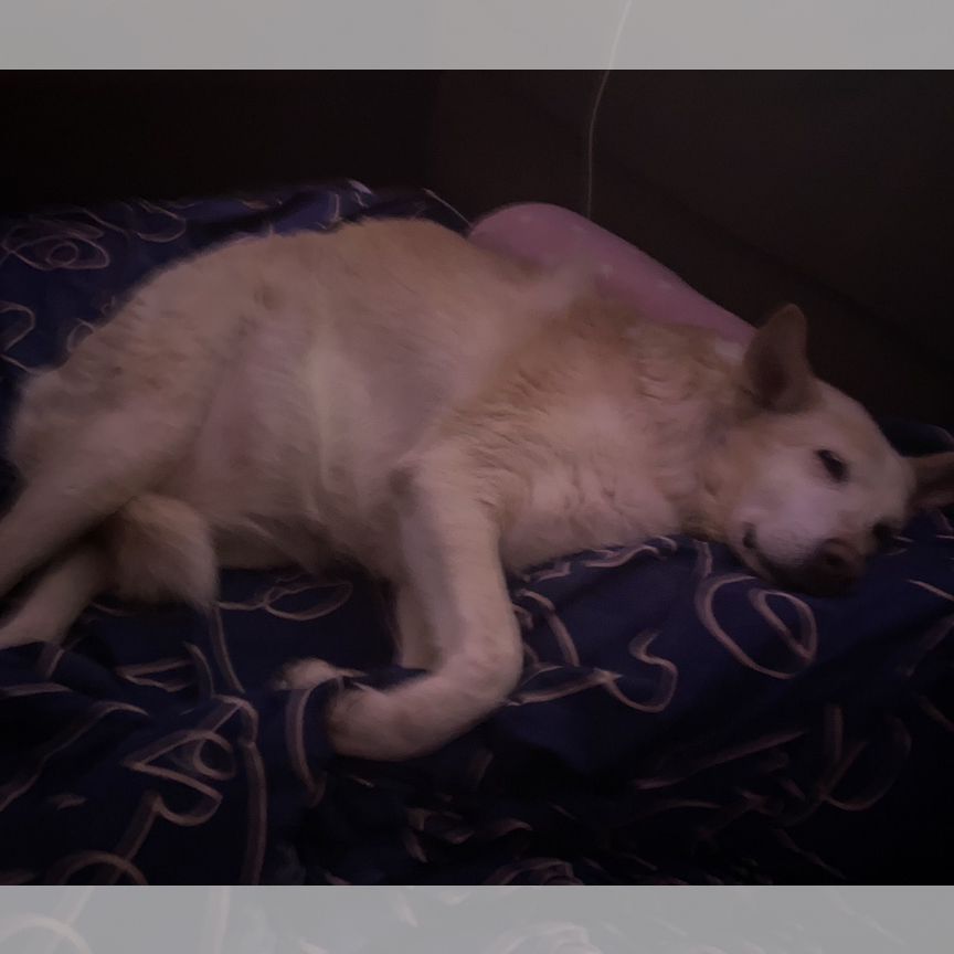 Взрослая собака в добрые руки