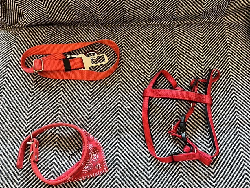 Набор вещей для щенка или маленькой собачки