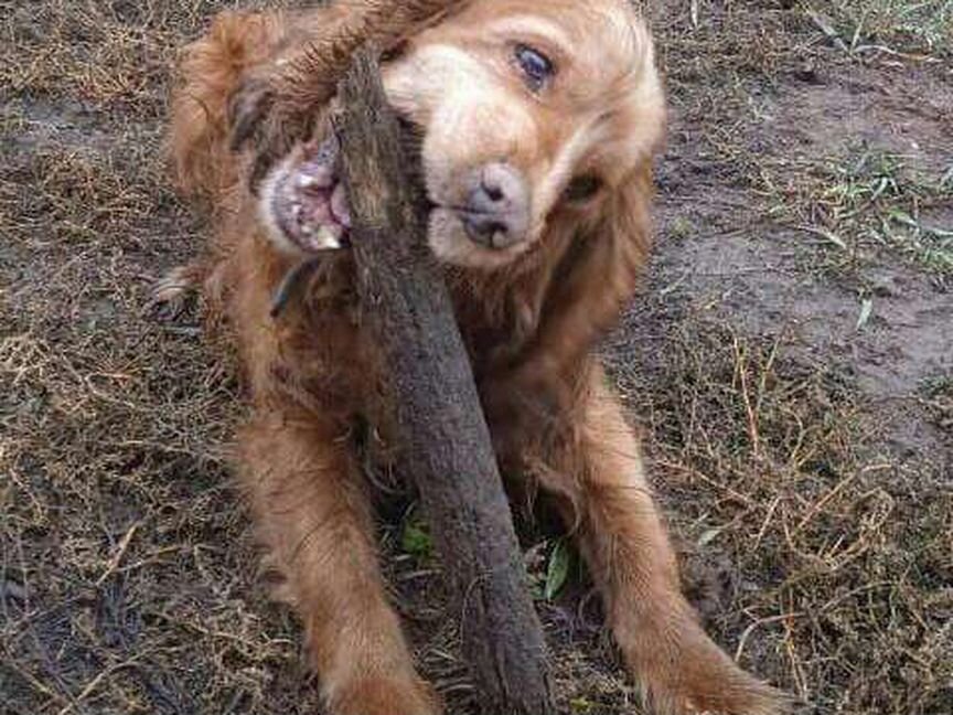 Спаниэль в добрые руки