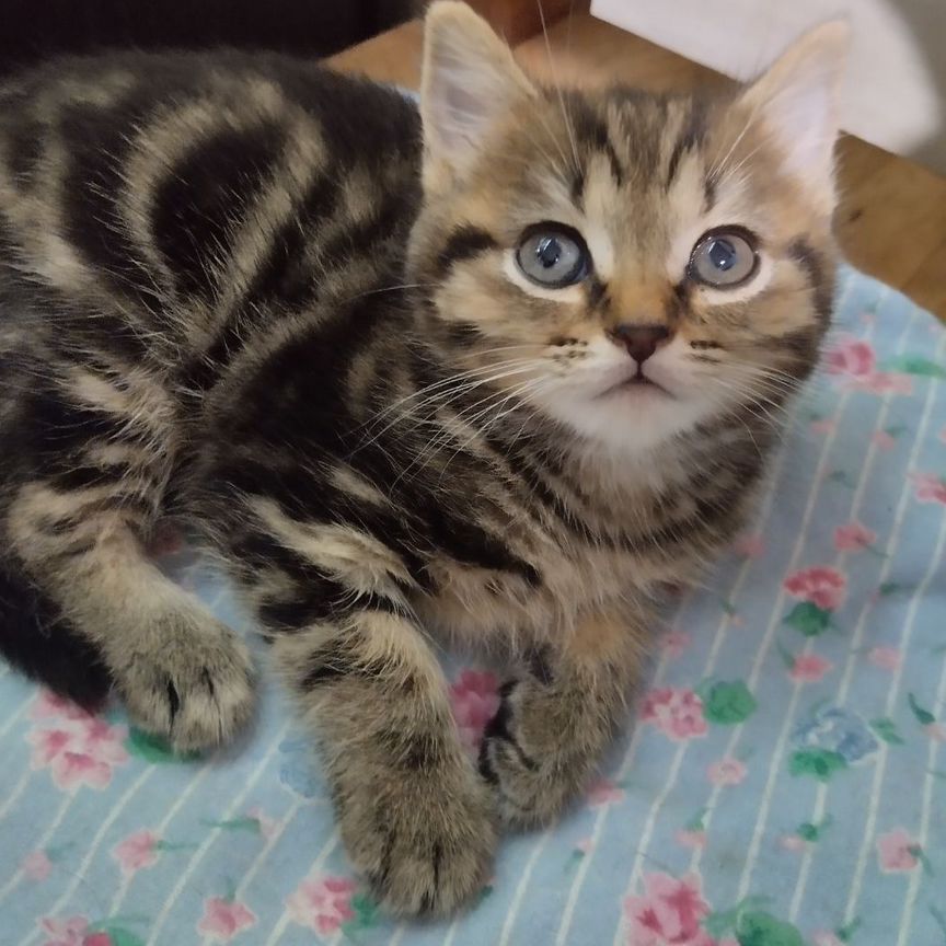 Котенок девочка