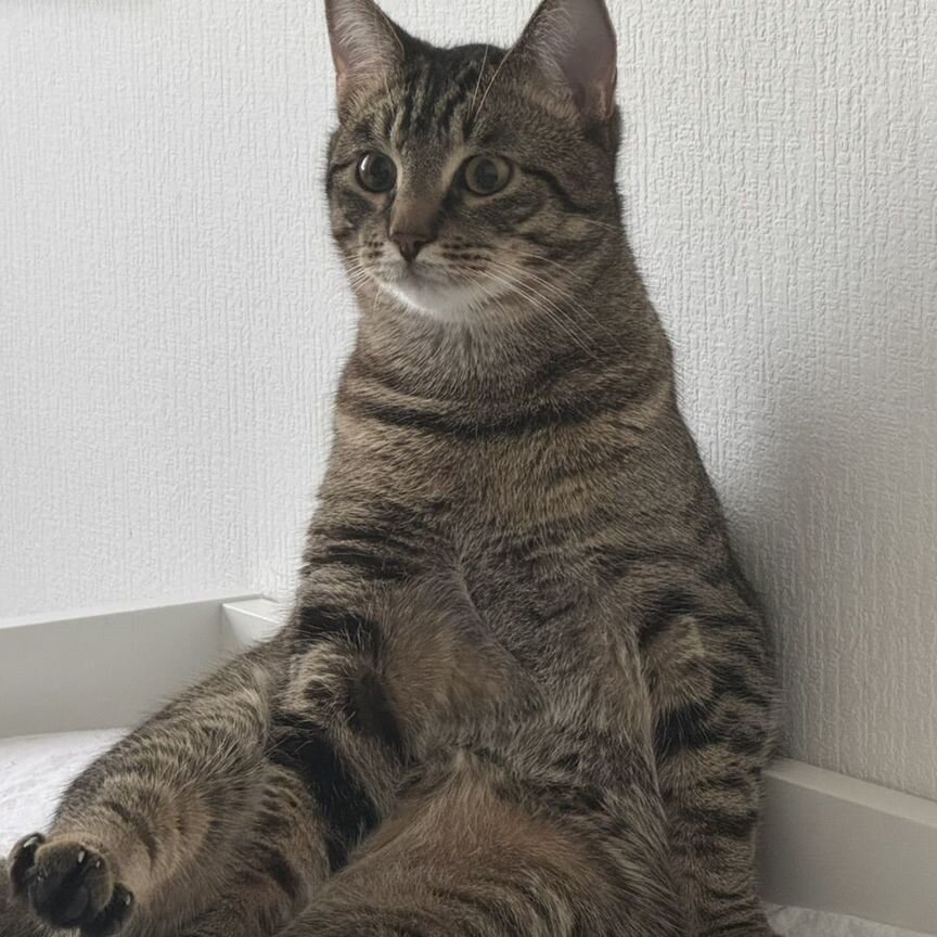 Кот в хорошие руки