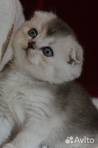 Девочка серебро