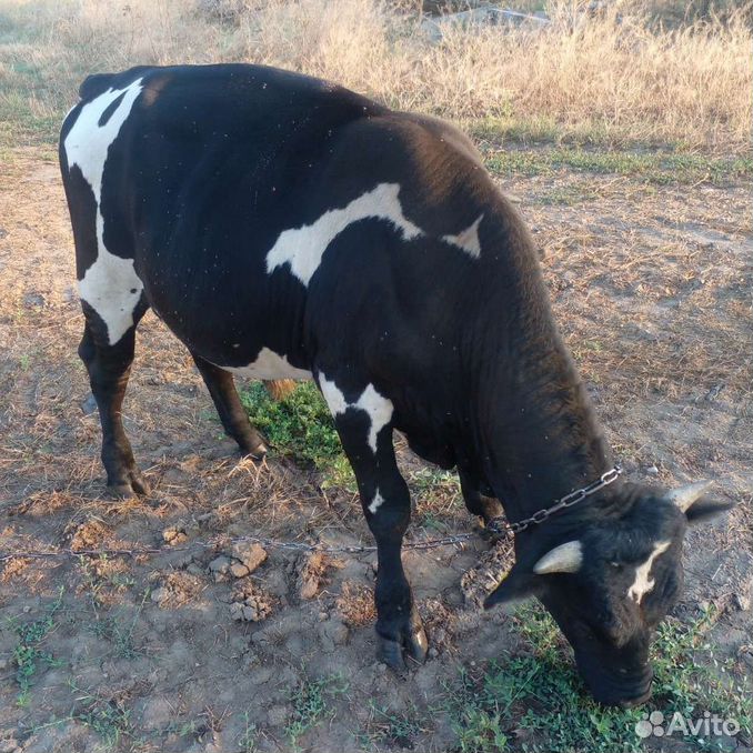 Бык на мясо 1,3месяца