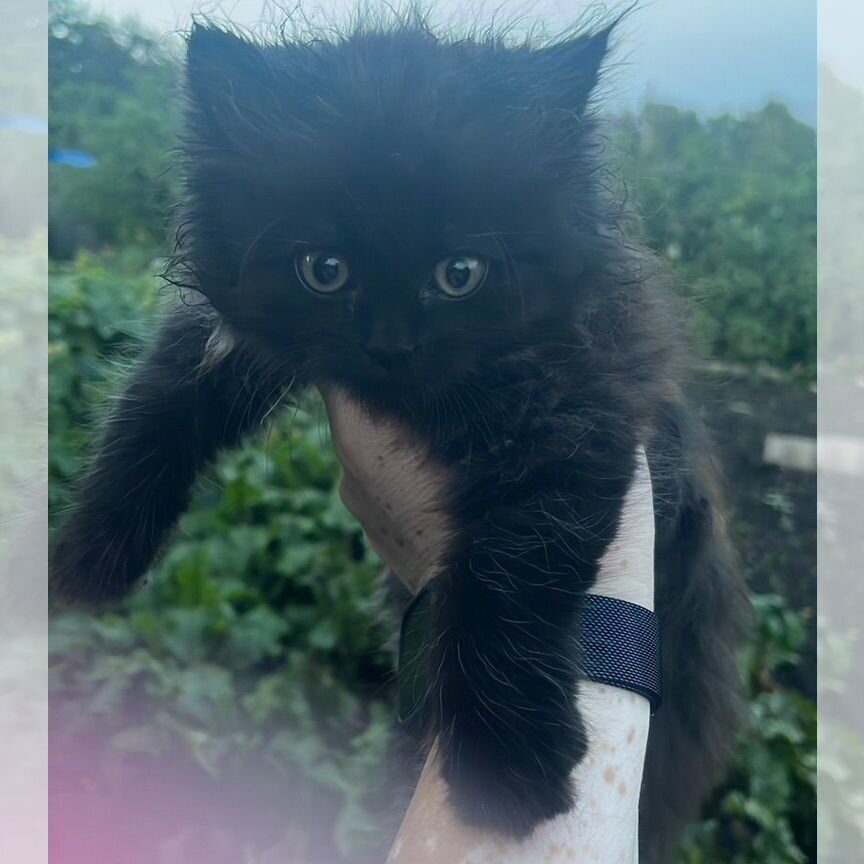 Отдам в добрые руки