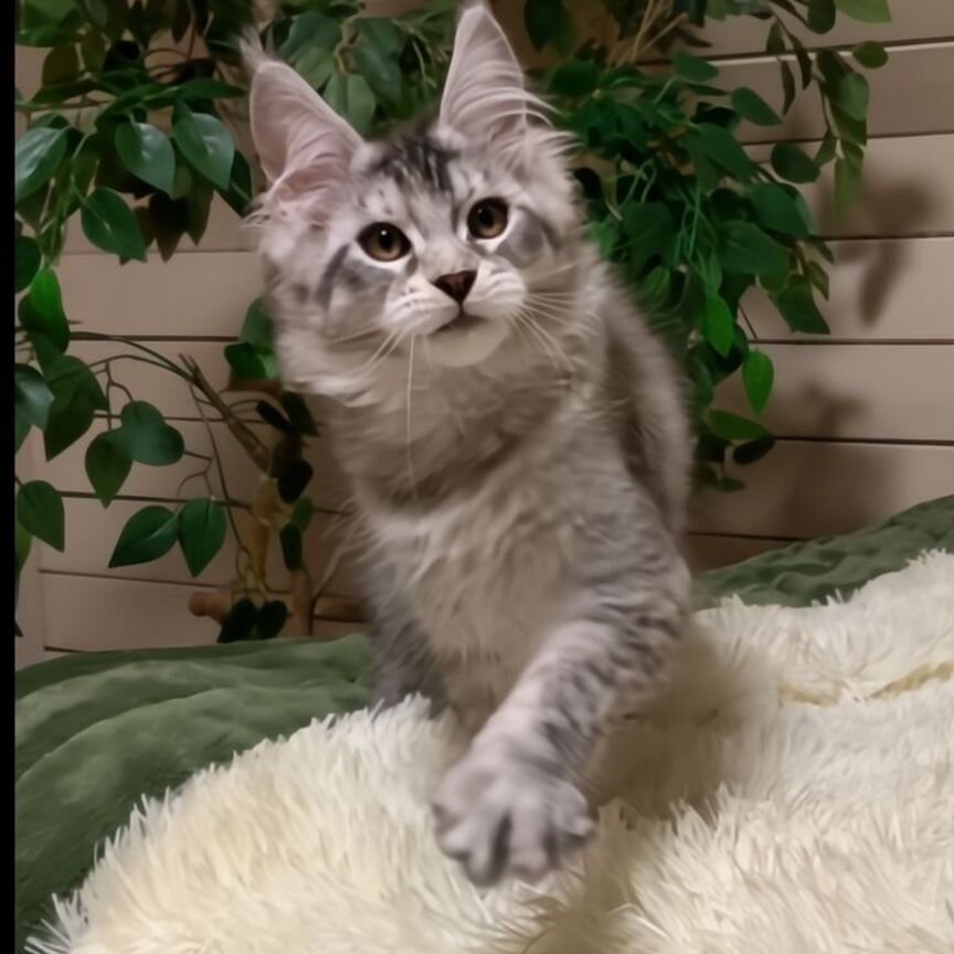 Мейн-кун котёнок