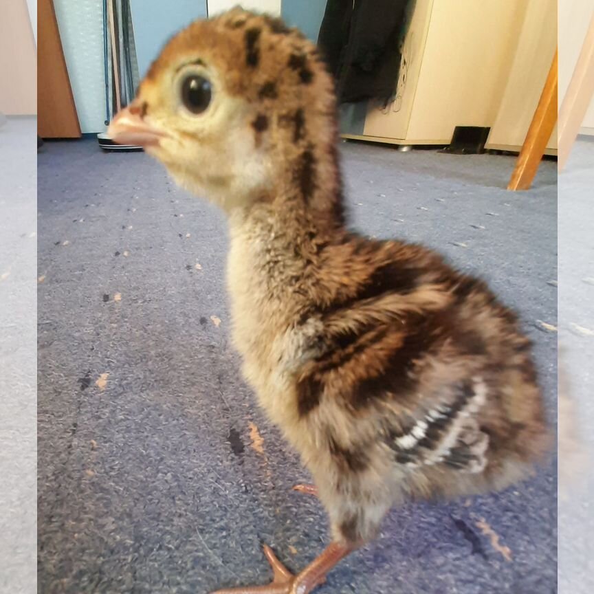 Индюшата северокавказкие бронза