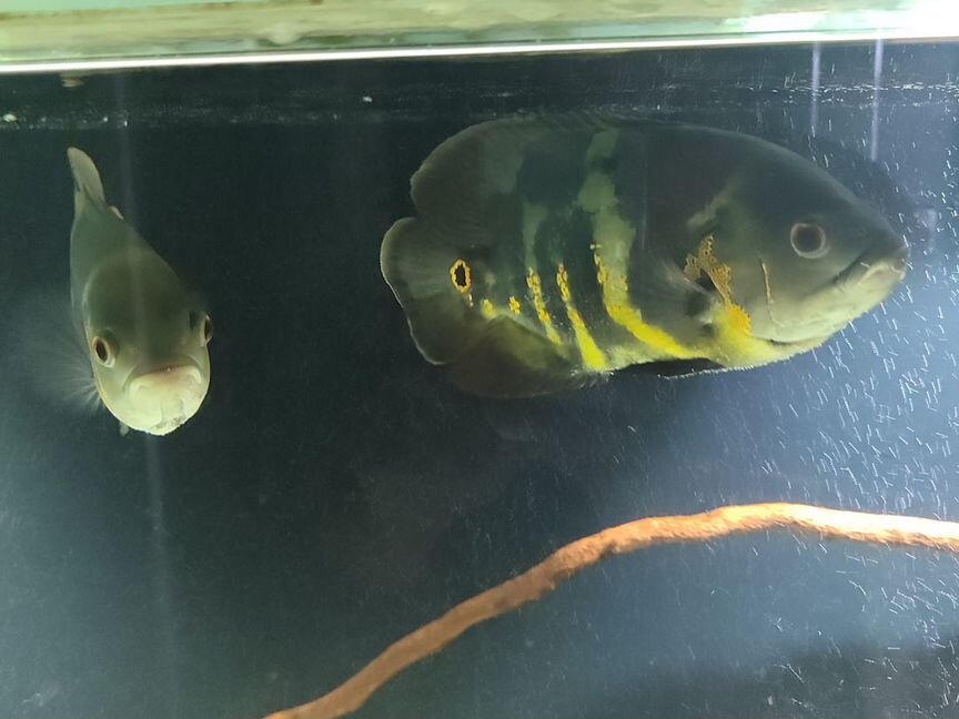 Астранотусы