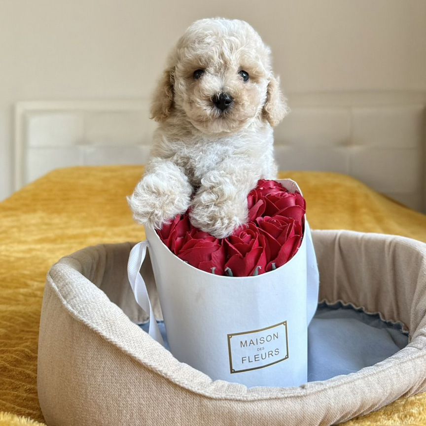 Мальтипу, щенок