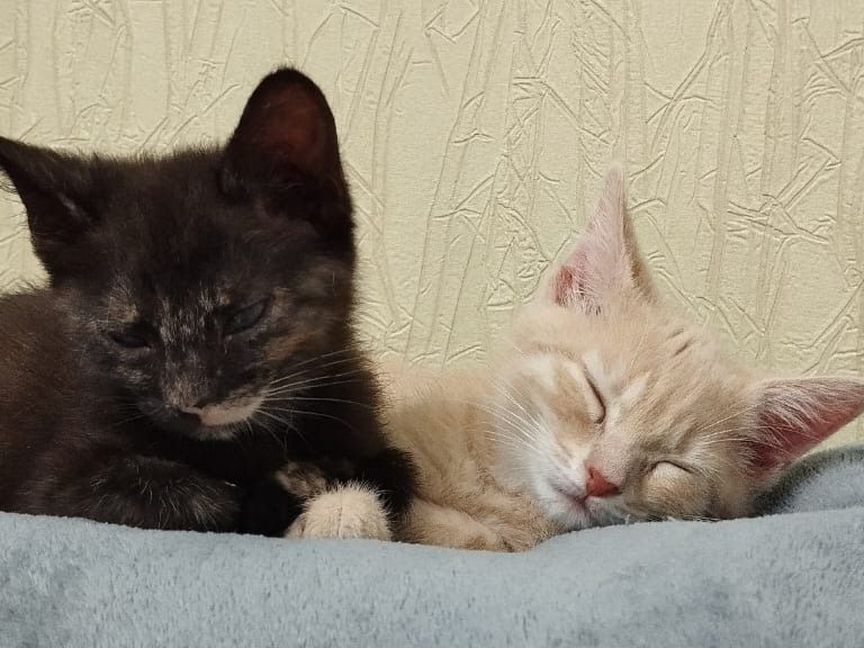Котята 2 месяца