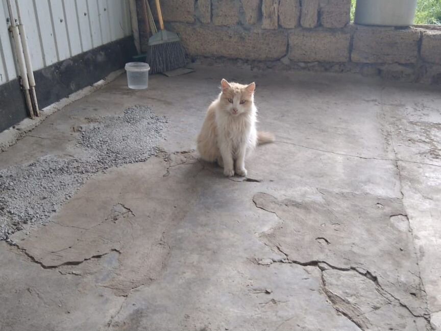 Котик в добрые руки