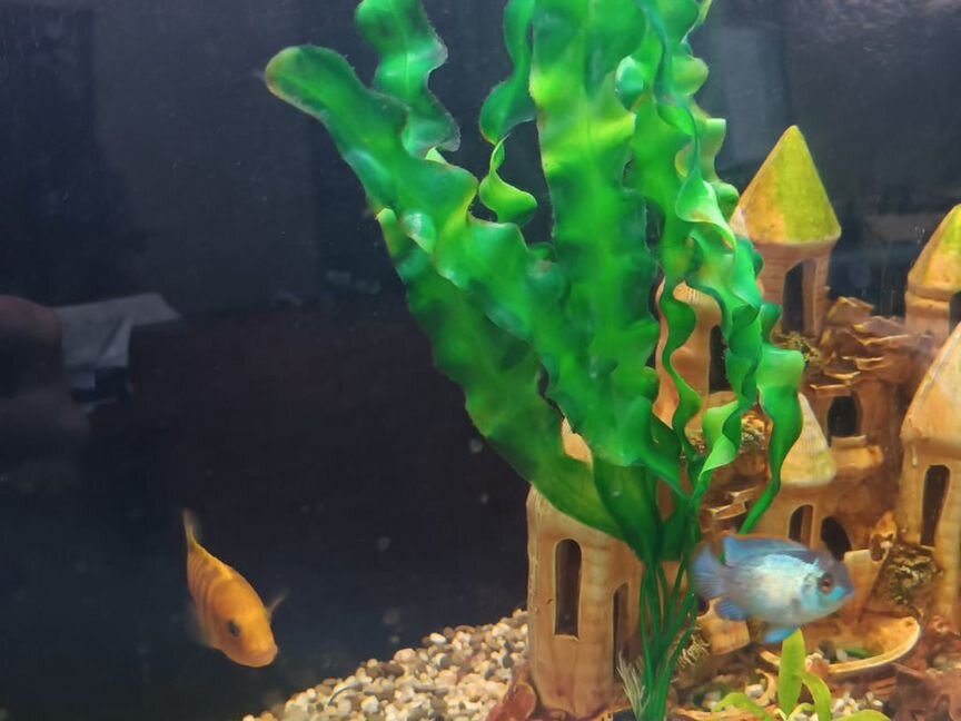 Цыхлиды, рыбы