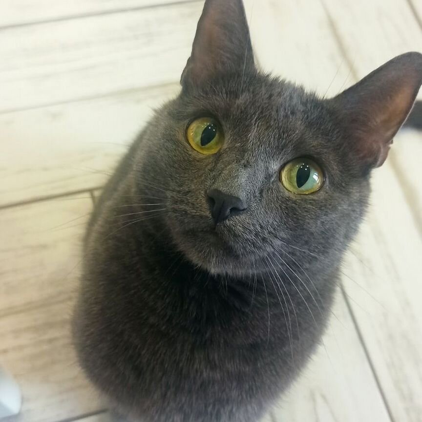 В добрые руки кот