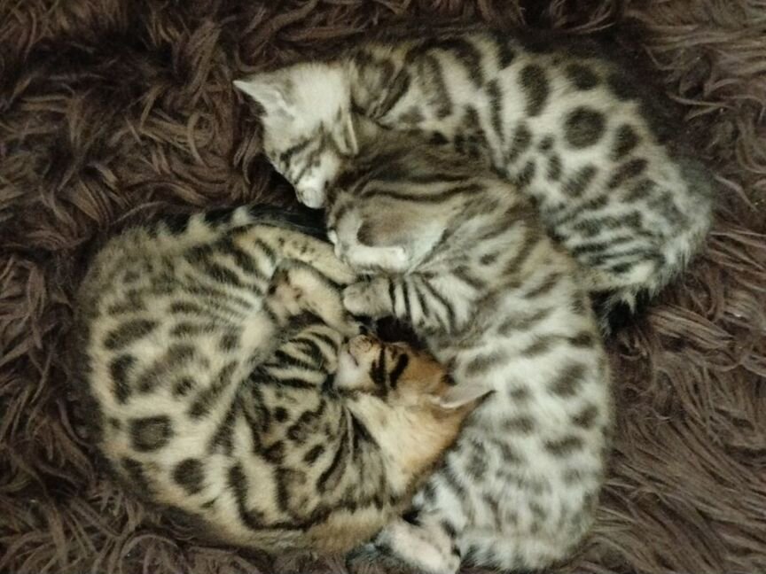 Бенгальские котята