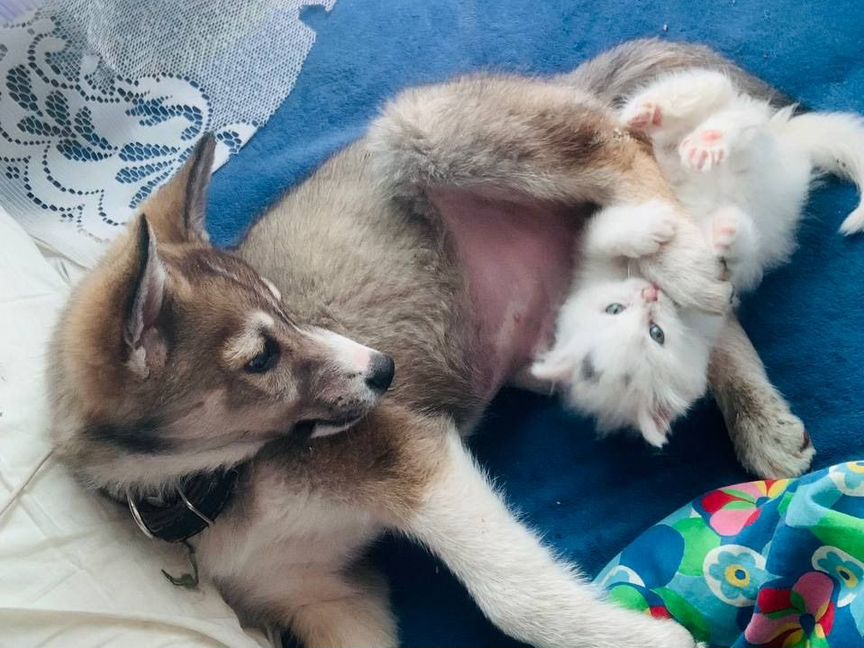 Отдам щенка в добрые руки