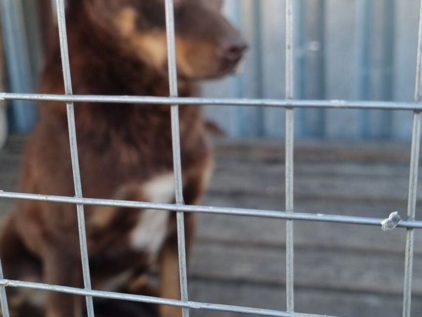 Австралийский келпи