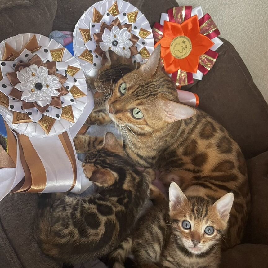 Бенгальская