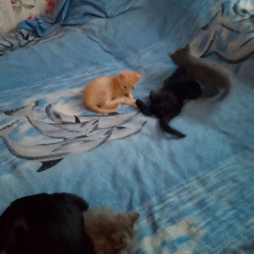 Котёнок в добрые руки