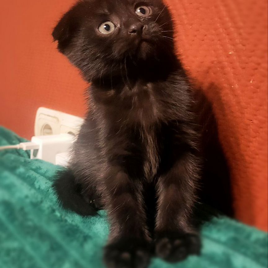 Котята только в самые добрые руки