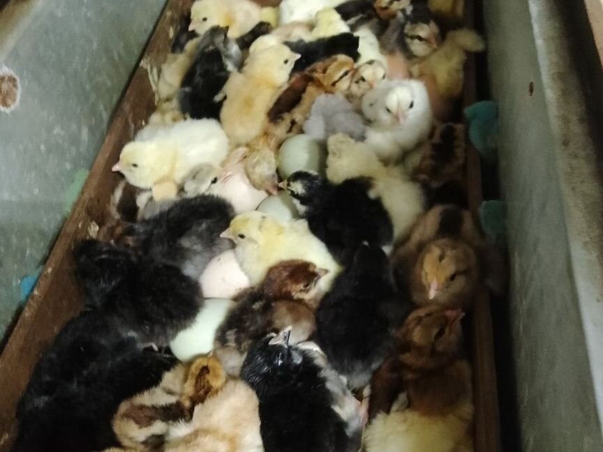 Цыплята подрощенные