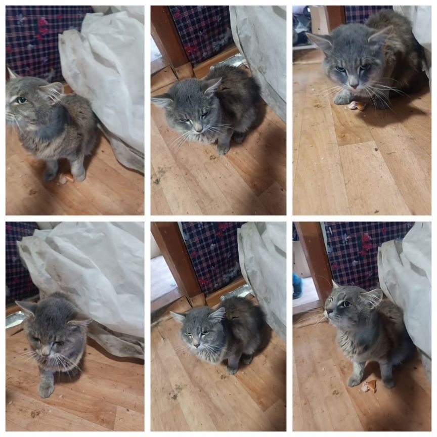 Кошечка в добрые руки