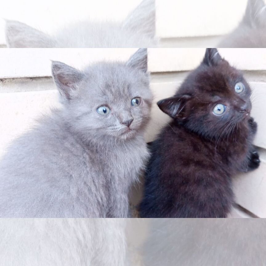Британские котята