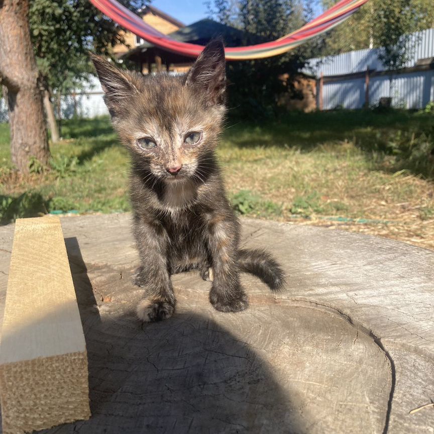 Котенок девочка в добрые руки