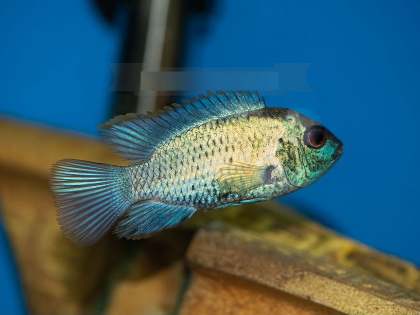 Наннакара Неоновая Электрик Блю