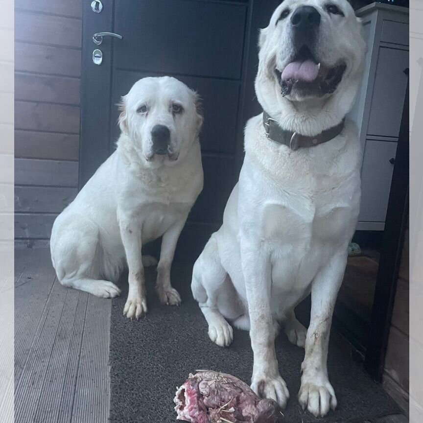 Еда животным Нижневартовск