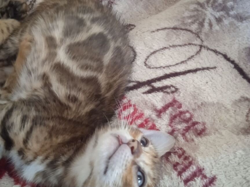 Бенгальская