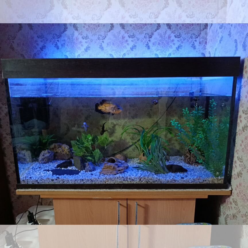 Аквариум с тумбой 240 литров бу