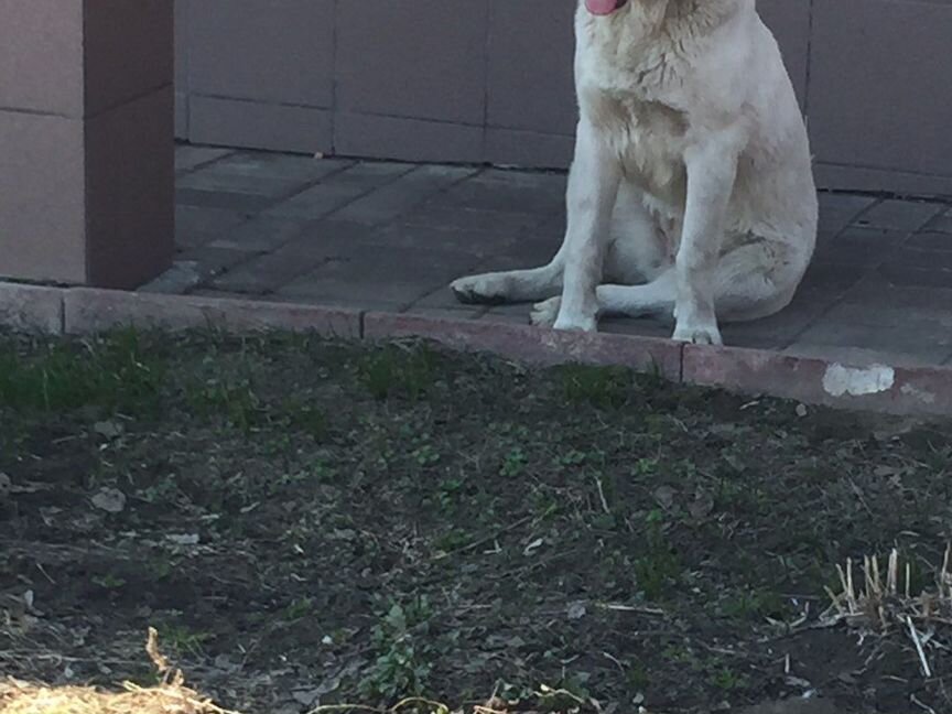 Метис алабая Мишелька