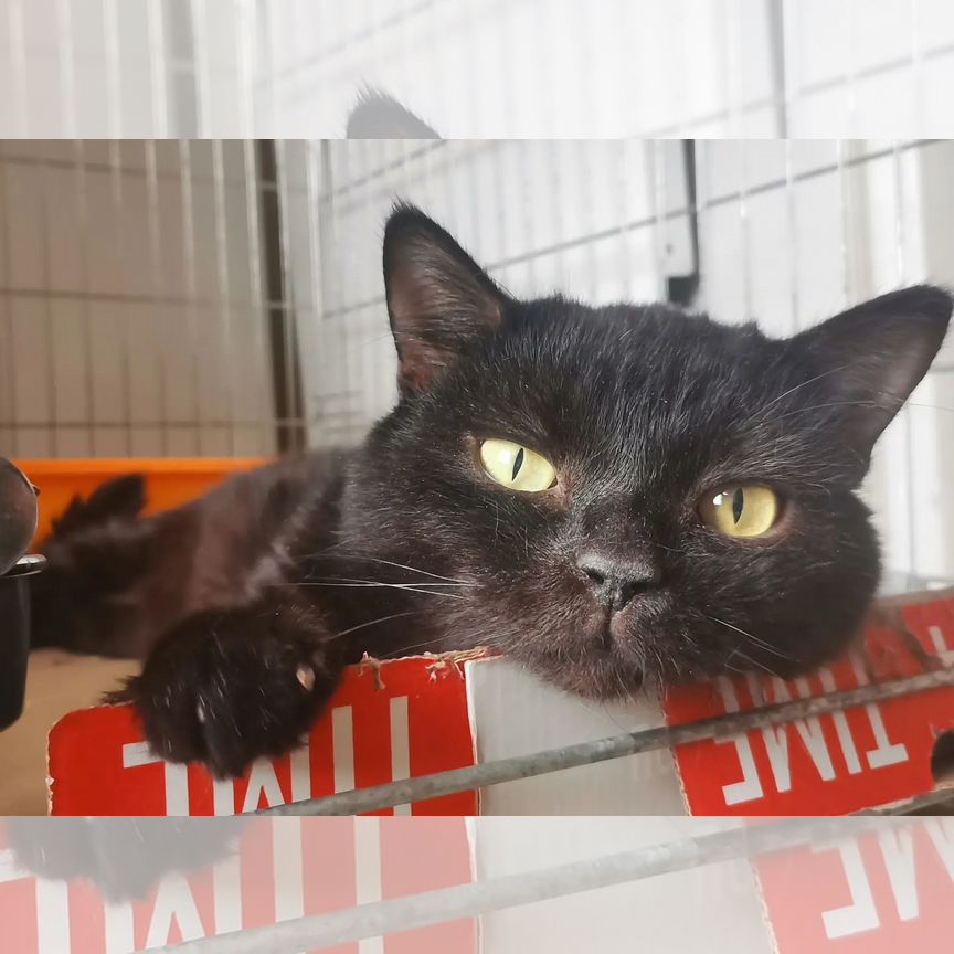 Британский короткошёрстный, взрослый кот