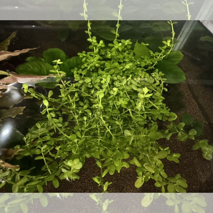 Аквариумные растения