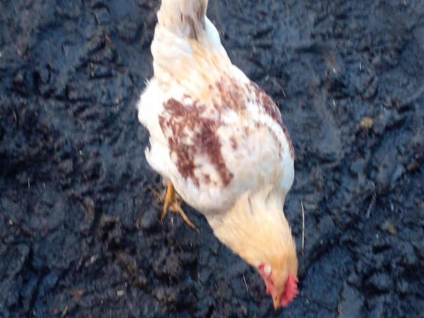 Молодые петухи и куры