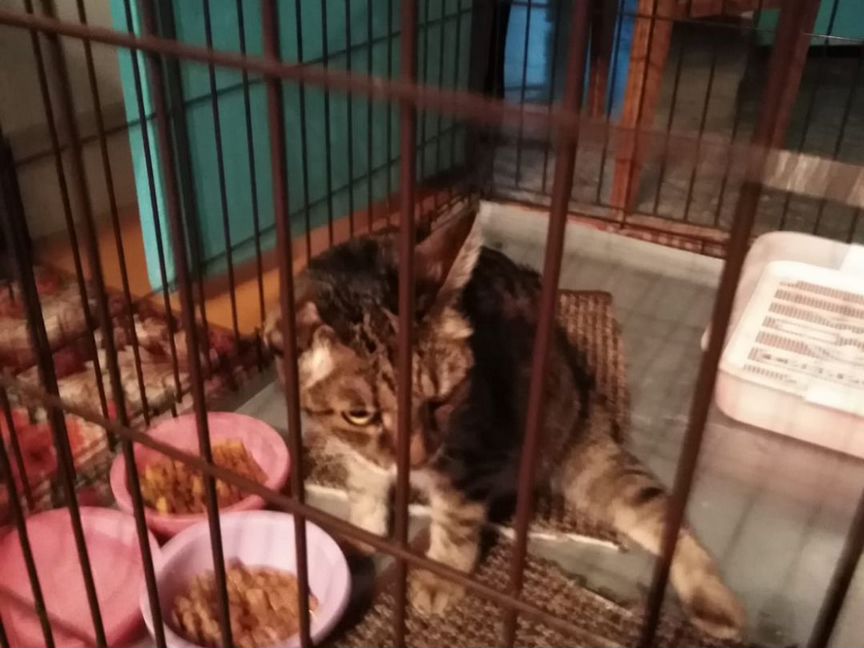 Травмированная кошка ищет дом