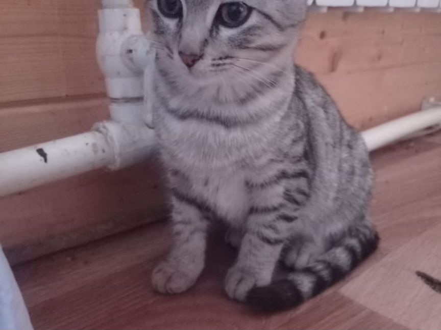 Британские кот
