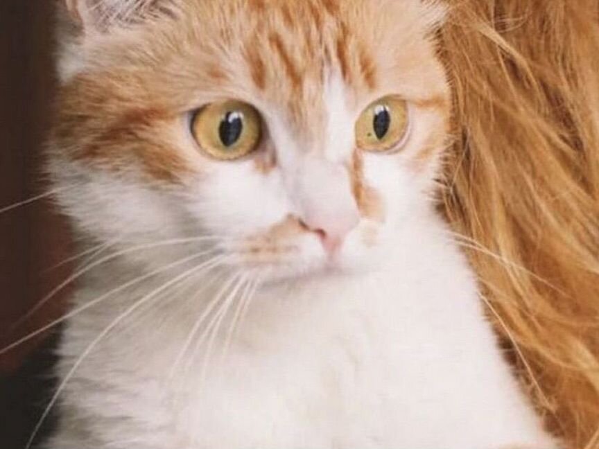 Кошка из приюта