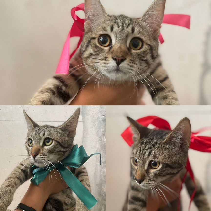 Котята ищут дом