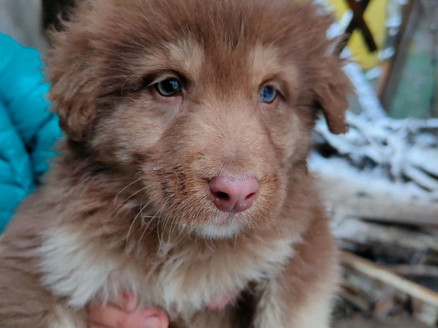 Щенки в добрые руки