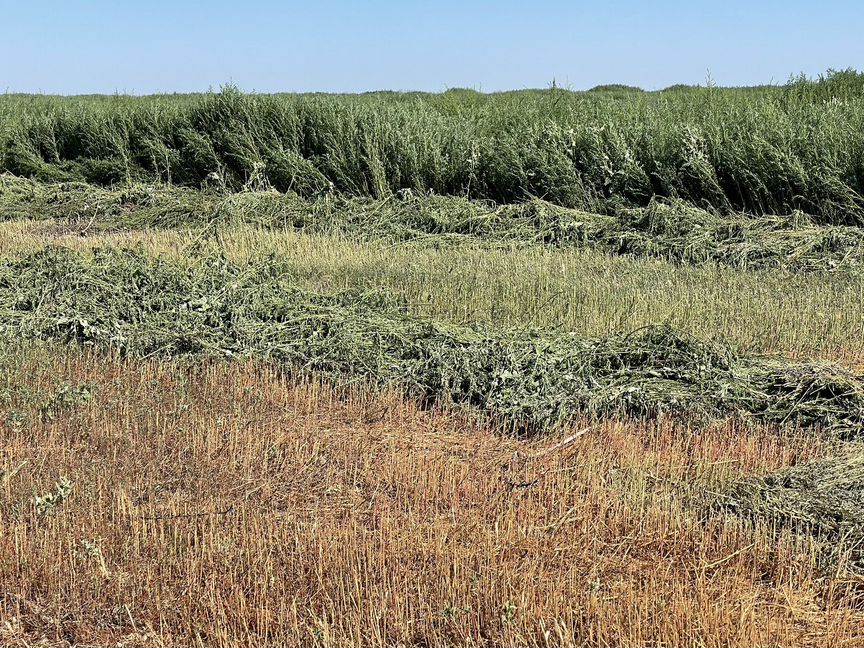 Сено в тюках и солома с поля