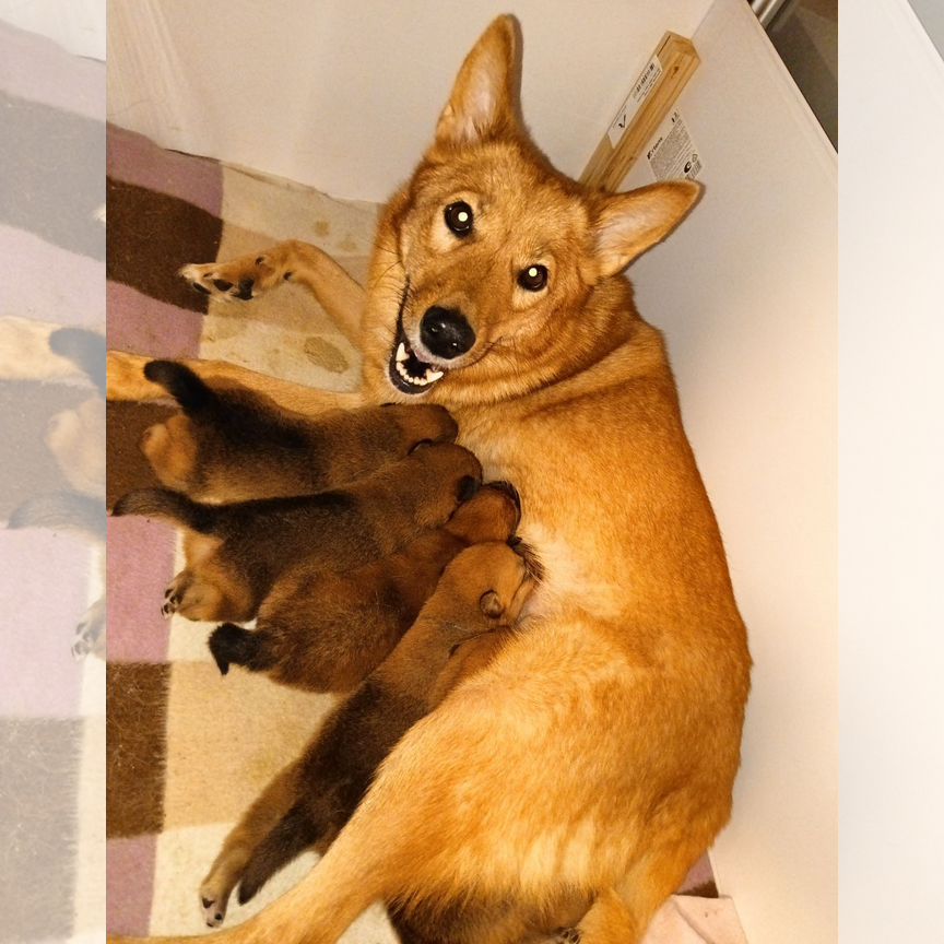 Лайка, щенок