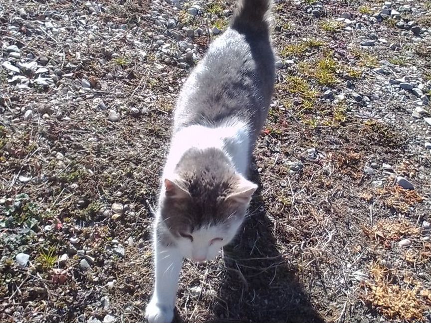 Котенок