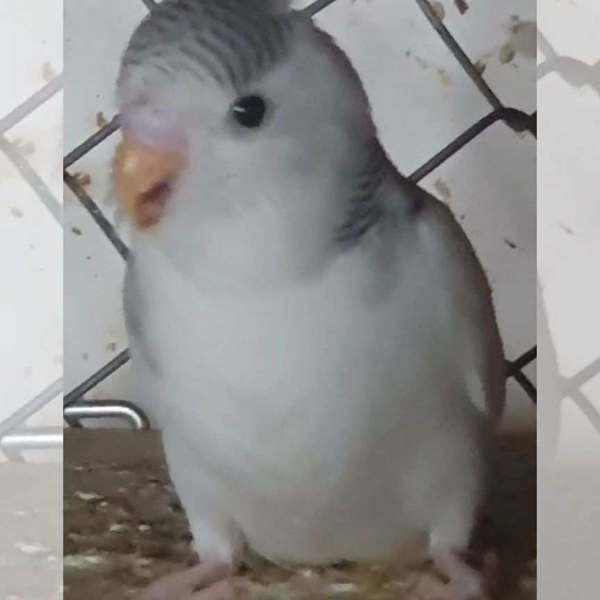 Волнистый попугай