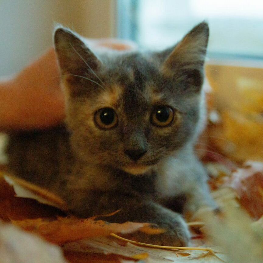 Китти в добрые руки