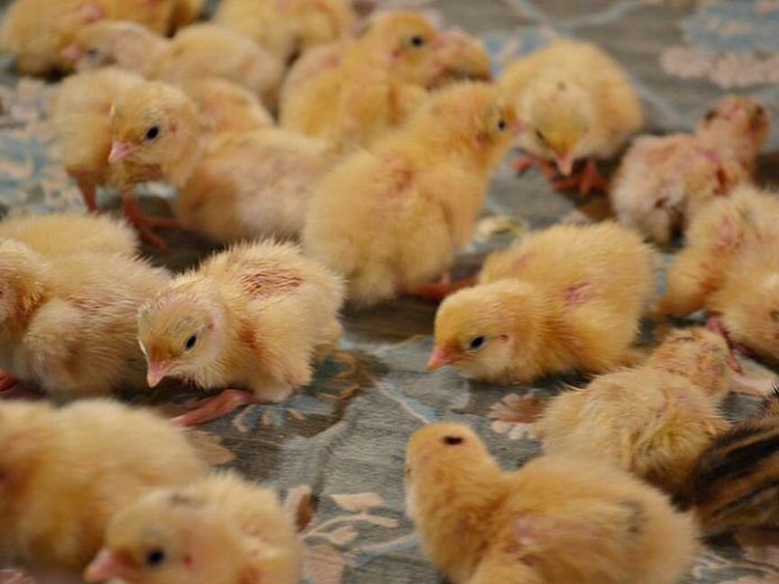 Перепелята суточные