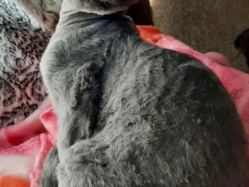 Котята девон-рекс